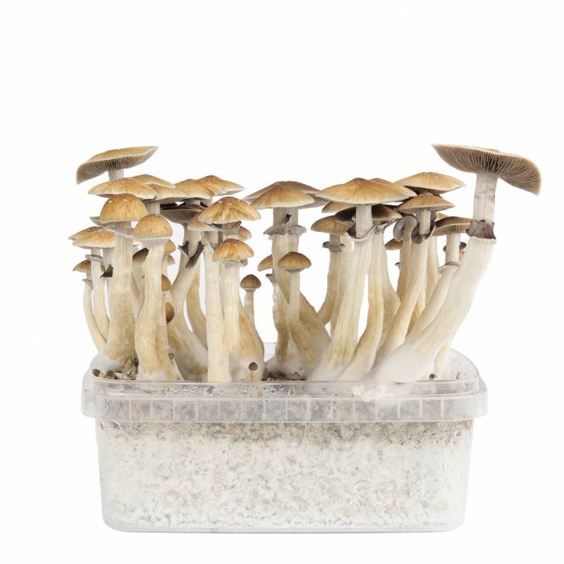 Magic Truffles - Buy the original Magic Truffles right from the source