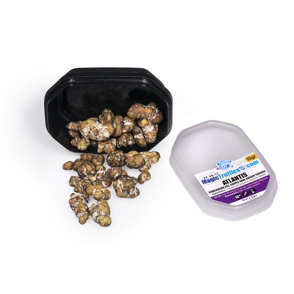 Psilocybe Atlantis - Magic Truffles