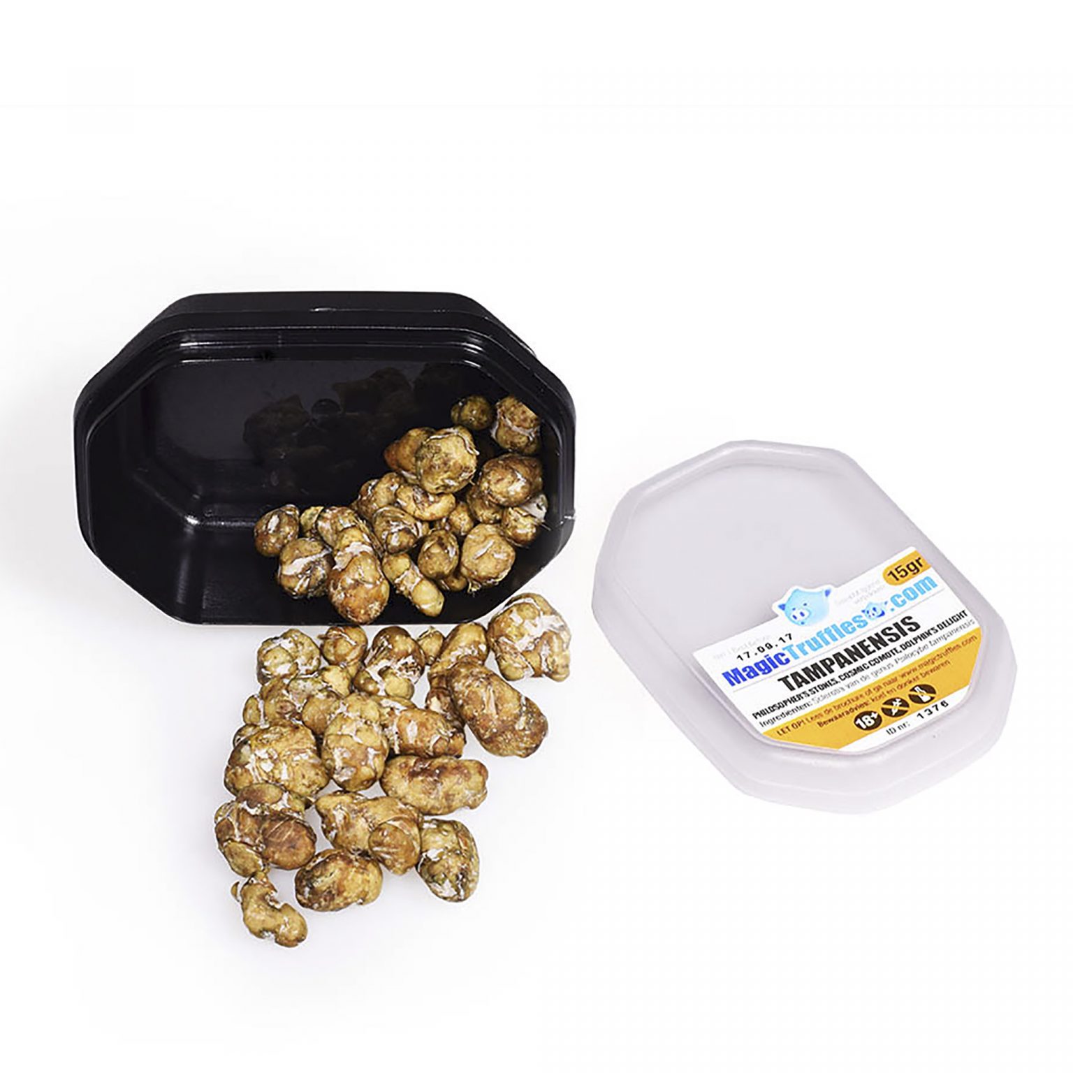 Psilocybe Tampanensis - Magic Truffles