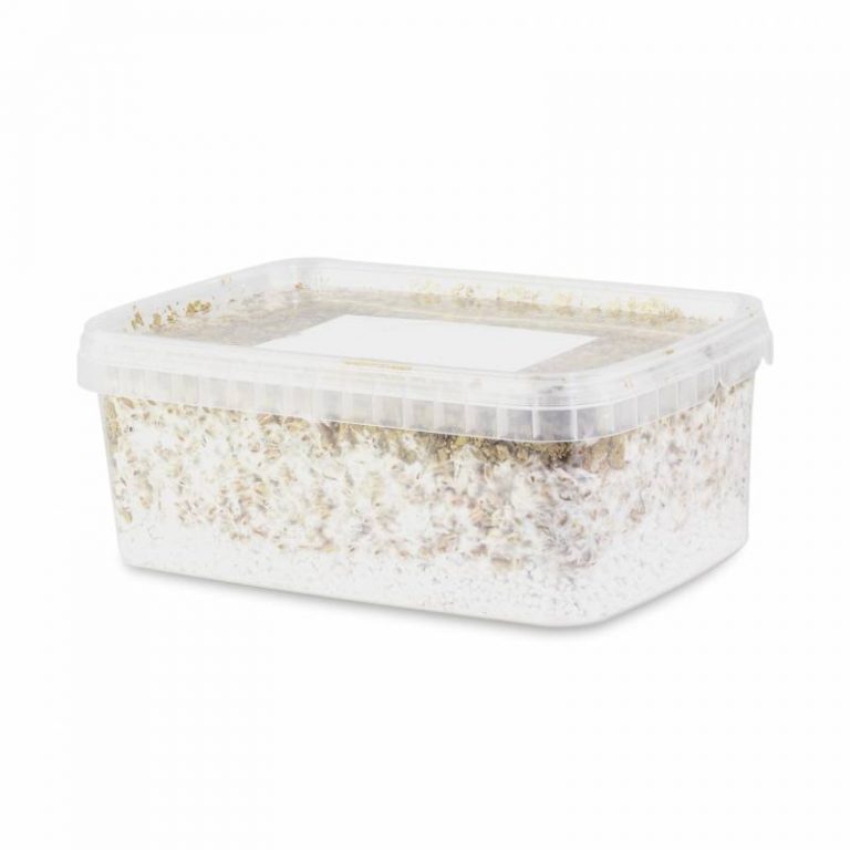 Growkit Classic Psilocybe cubensis 'Amazonia' - Magic Truffles