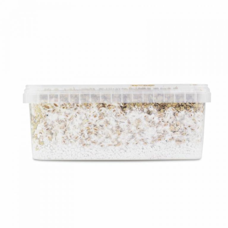 Growkit Classic Psilocybe cubensis 'Costa rica' - Magic Truffles